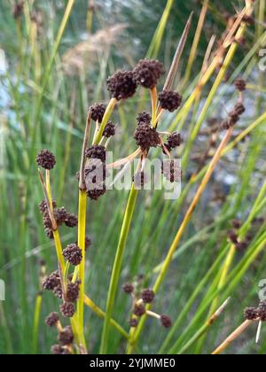 Round-headed Clubrush (Scirpoides holoschoenus Stock Photo - Alamy
