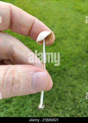 milky conecap (Conocybe apala Stock Photo - Alamy