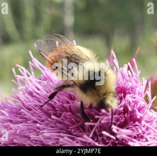 Great Basin Bumble Bee (Bombus centralis Stock Photo - Alamy