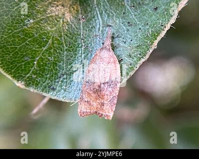 Tortricid Leafroller Moths and Allies (Tortricoidea Stock Photo - Alamy