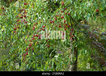 Chinesischer Apfel Malus toringoides, Chinese apple Malus toringoides ...