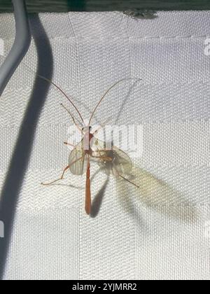 Short-tailed Ichneumonid Wasps (Ophioninae Stock Photo - Alamy