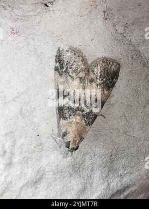 Ash-bark Knot-horn (Euzophera pinguis Stock Photo - Alamy