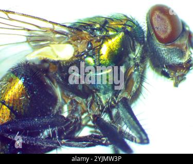 Australian Sheep Blow Fly (Lucilia cuprina) Insecta Stock Photo - Alamy