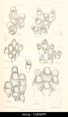 This illustration presents a series of detailed anatomical drawings of ...