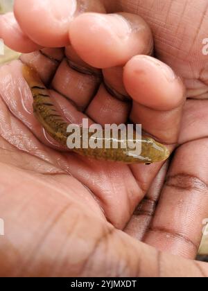 Striped Killifish (Fundulus majalis Stock Photo - Alamy