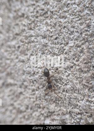 Turfgrass Ant (Lasius neoniger Stock Photo - Alamy