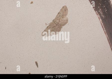 Dotted Gray (Glena cribrataria Stock Photo - Alamy