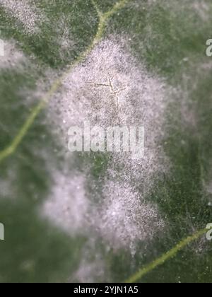 Lilac Powdery Mildew (Erysiphe syringae Stock Photo - Alamy