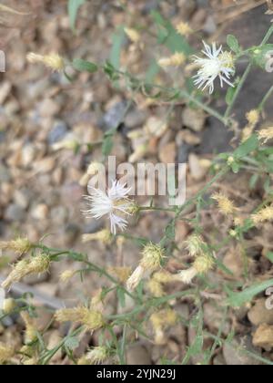 diffuse knapweed (Centaurea diffusa Stock Photo - Alamy