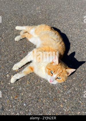 Orange tabby cat sunbathing Stock Photo - Alamy