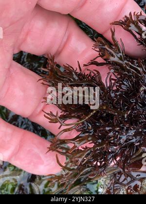 encrusting red algae (Mastocarpus Stock Photo - Alamy