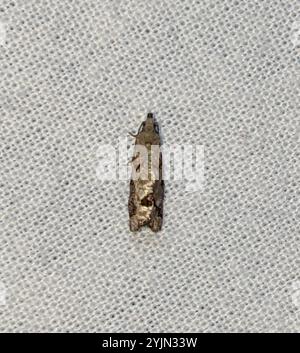 Red-striped Needleworm Moth (Epinotia radicana Stock Photo - Alamy