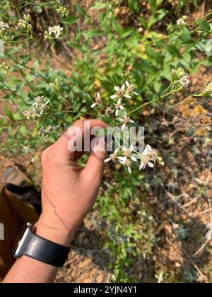 Oregon whitetop aster (Sericocarpus oregonensis Stock Photo - Alamy