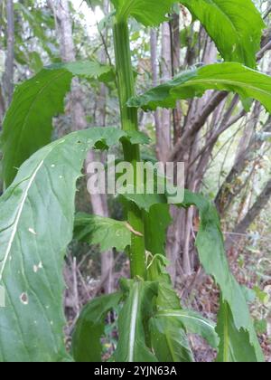 American burnweed (Erechtites hieraciifolius Stock Photo - Alamy