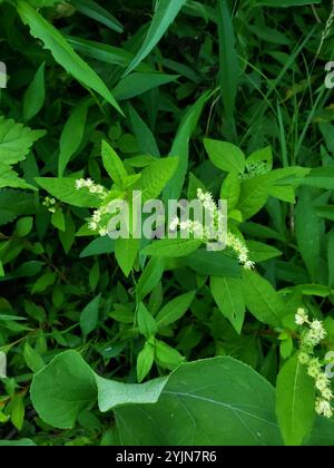 ditch stonecrop (Penthorum sedoides Stock Photo - Alamy