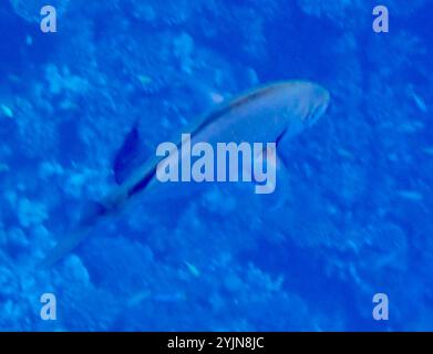 Orange-spotted Trevally (Flavocaranx bajad Stock Photo - Alamy