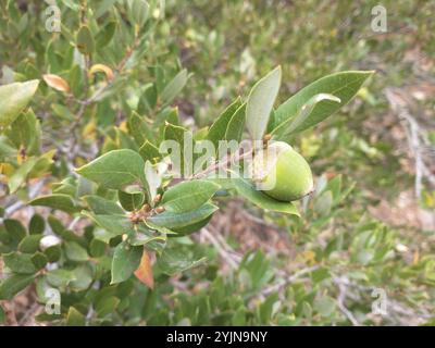 huckleberry oak (Quercus vacciniifolia Stock Photo - Alamy
