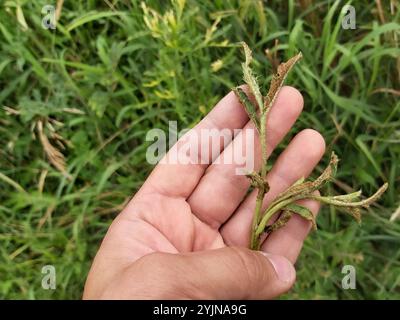 thistle rust (Puccinia suaveolens Stock Photo - Alamy