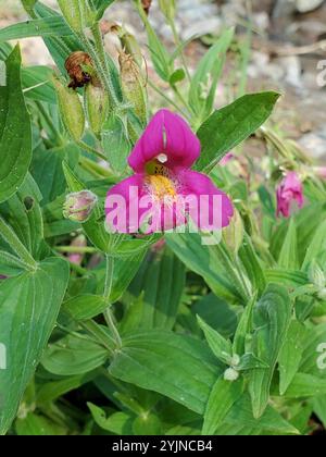 Lewis' monkeyflower (Erythranthe lewisii Stock Photo - Alamy