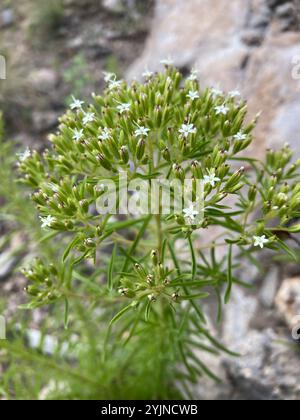 Sawtooth Candyleaf (Stevia serrata Stock Photo - Alamy