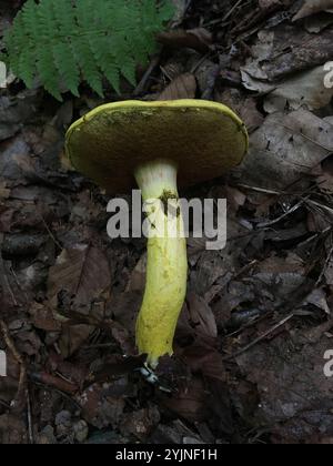 powdery sulfur bolete (Pulveroboletus ravenelii) Fungi Stock Photo - Alamy
