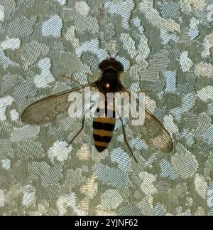 Banded Thintail (Meliscaeva cinctella Stock Photo - Alamy