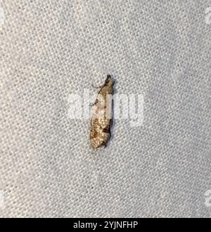 Red-striped Needleworm Moth (Epinotia radicana Stock Photo - Alamy