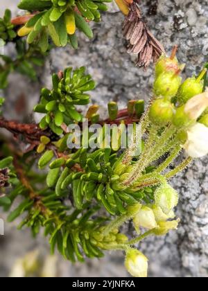Yellow Mountain-heath (Phyllodoce glanduliflora Stock Photo - Alamy