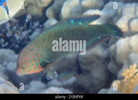 Red Sea Dusky Wrasse (Halichoeres marginatus Stock Photo - Alamy