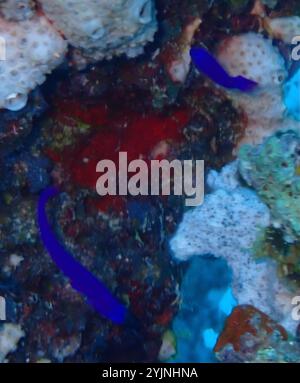 Orchid Dottyback (Pseudochromis fridmani Stock Photo - Alamy
