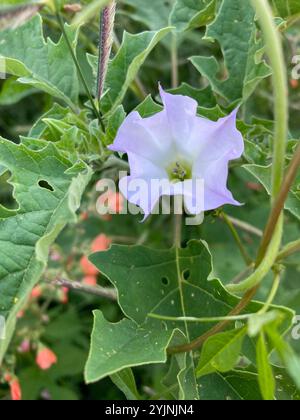 Oak-leaved Thorn-apple (Datura quercifolia) Plantae Stock Photo - Alamy