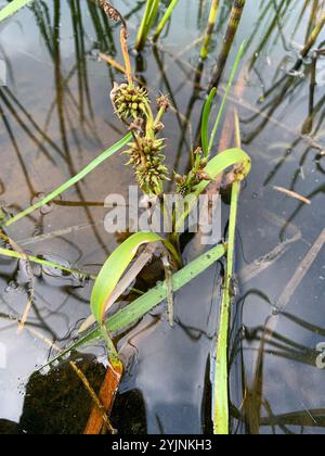 Floating Bur-reed (Sparganium fluctuans Stock Photo - Alamy