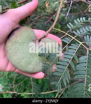Pacara Earpod Tree (Enterolobium contortisiliquum Stock Photo - Alamy