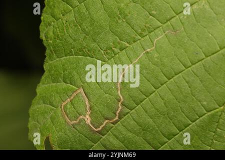 Hazel Leafminer Moth (Stigmella microtheriella Stock Photo - Alamy