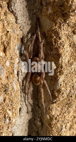Burrowing Wolf Spiders (Geolycosa Stock Photo - Alamy
