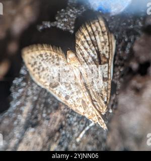 Splendid Palpita Moth (Palpita magniferalis Stock Photo - Alamy