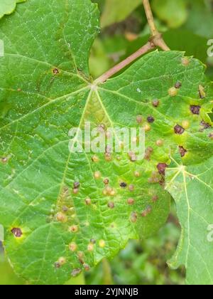 Grape Midge Galls (Vitisiella Stock Photo - Alamy