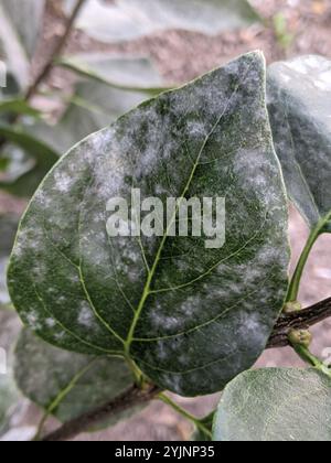 Lilac Powdery Mildew (Erysiphe syringae) Fungi Stock Photo - Alamy