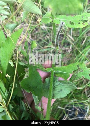 purpletop vervain (Verbena incompta Stock Photo - Alamy