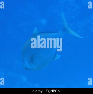 Orange-spotted Trevally (Flavocaranx bajad), Actinopterygii, Wadi El ...