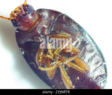 Red-horned Darkling Beetle (Platydema ruficornis Stock Photo - Alamy