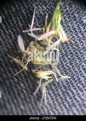 Tradescant's aster (Symphyotrichum tradescantii Stock Photo - Alamy