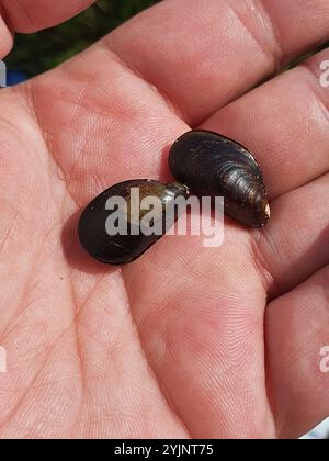 Northern Bay Mussel (Mytilus trossulus Stock Photo - Alamy