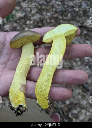 Ornate-stalked bolete (Retiboletus ornatipes) Fungi Stock Photo - Alamy