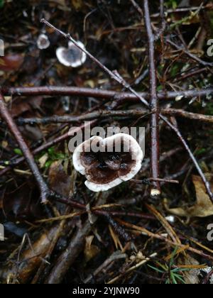 Grey Tooth (Phellodon melaleucus Stock Photo - Alamy