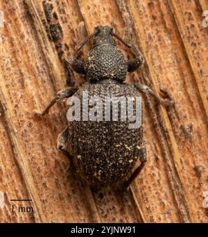 Rough strawberry root weevil (Otiorhynchus rugosostriatus Stock Photo ...
