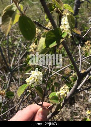 Low Serviceberry (Amelanchier humilis Stock Photo - Alamy