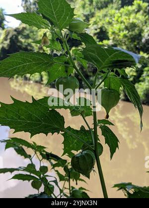 cutleaf groundcherry (Physalis angulata Stock Photo - Alamy
