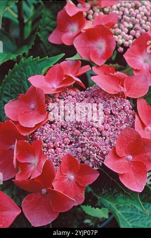 Gartenhortensie, Hydrangea macrophylla Kardinal, Garden hydrangea, Hydrangea macrophylla ...